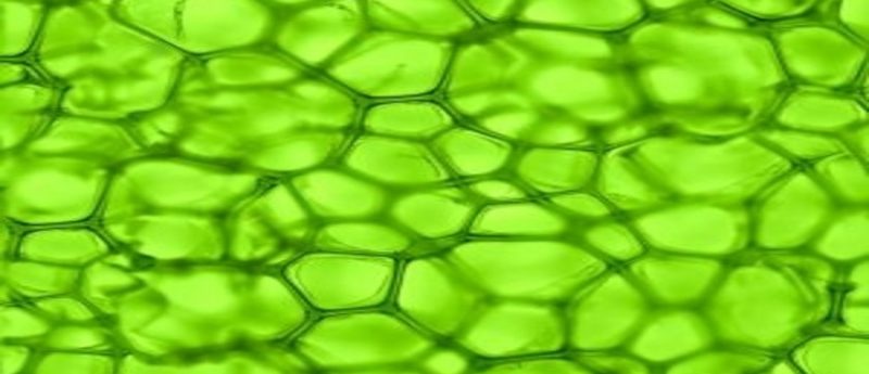 Plant-based compound may inhibit cancer stem cell growth - Oncology Central