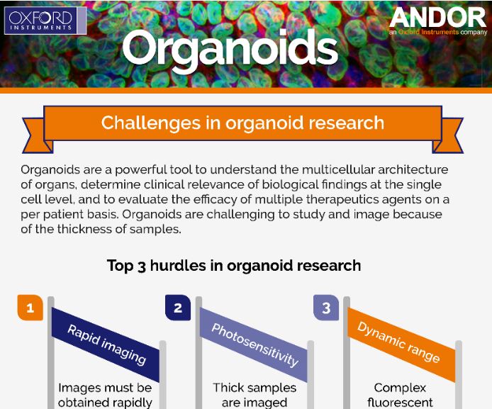 Organoids infographic - Oncology Central