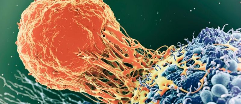 T-cell discovery could lead to broader cancer immunotherapy treatment ...