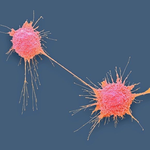 Olaparib could be more effective than standard care for some prostate ...